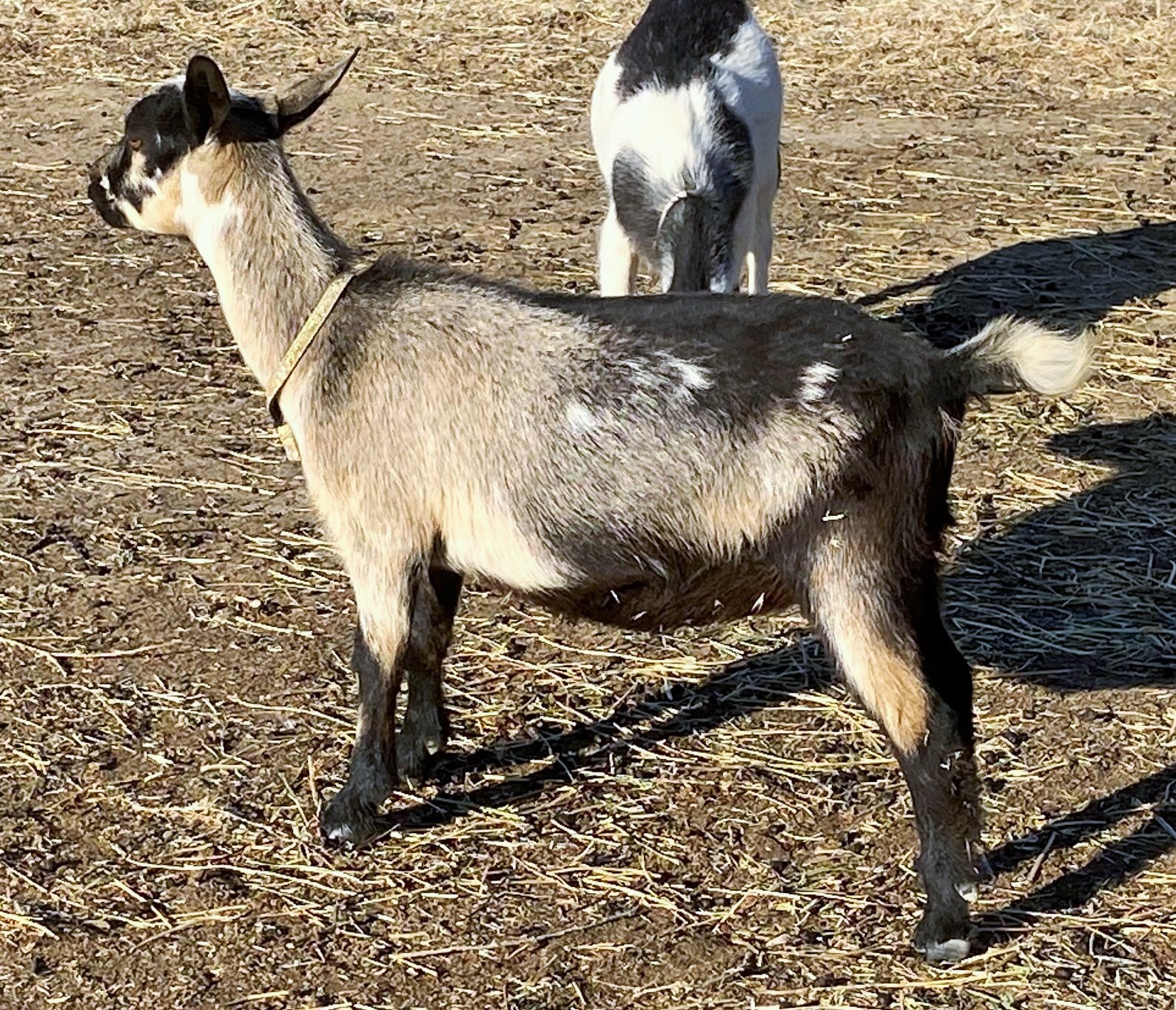 Claire | AUSPUFFANLAGEN RANCH