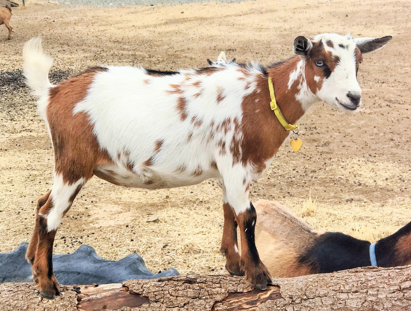 Hannah 2*D | AUSPUFFANLAGEN RANCH