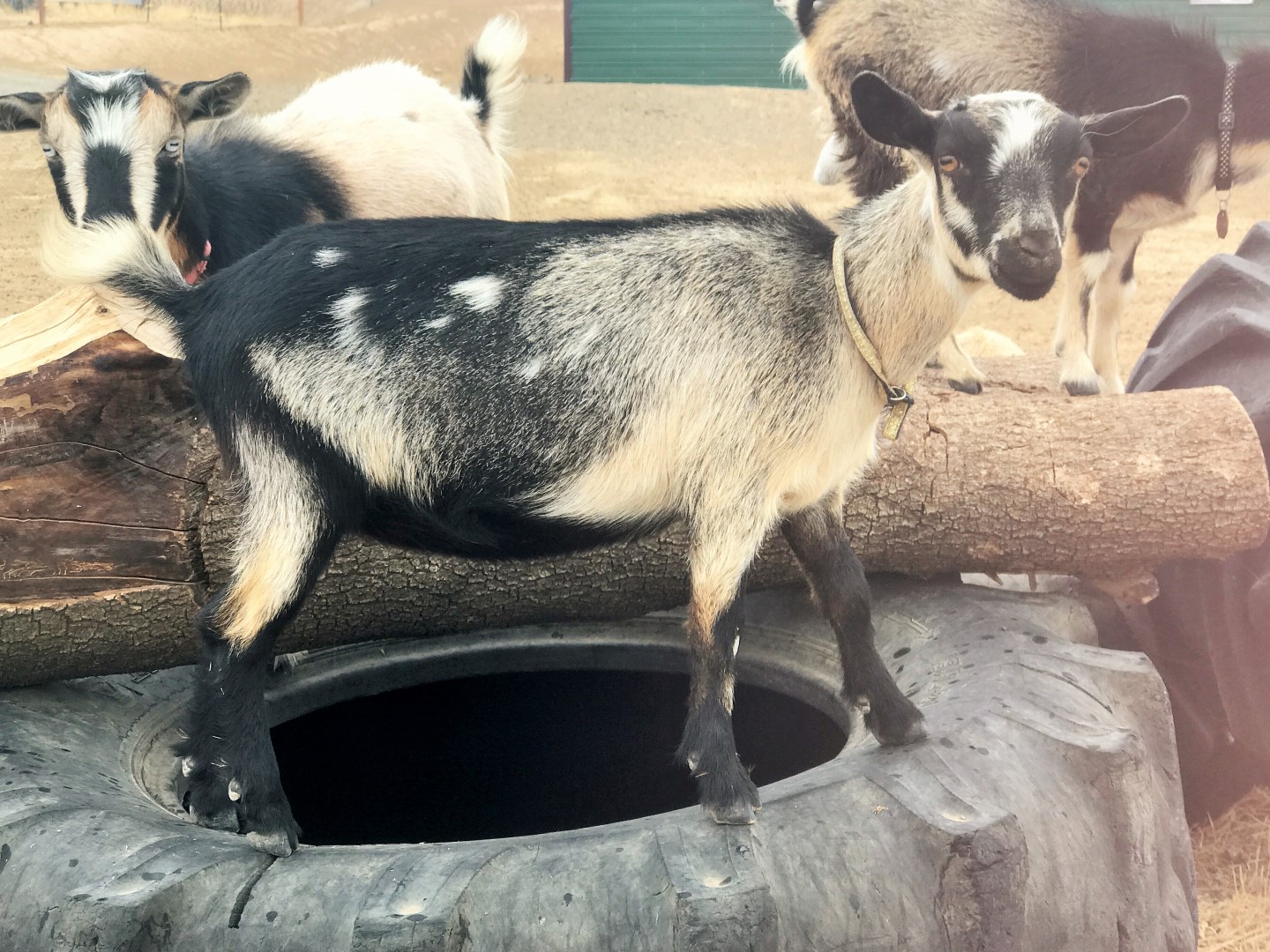 Claire | AUSPUFFANLAGEN RANCH