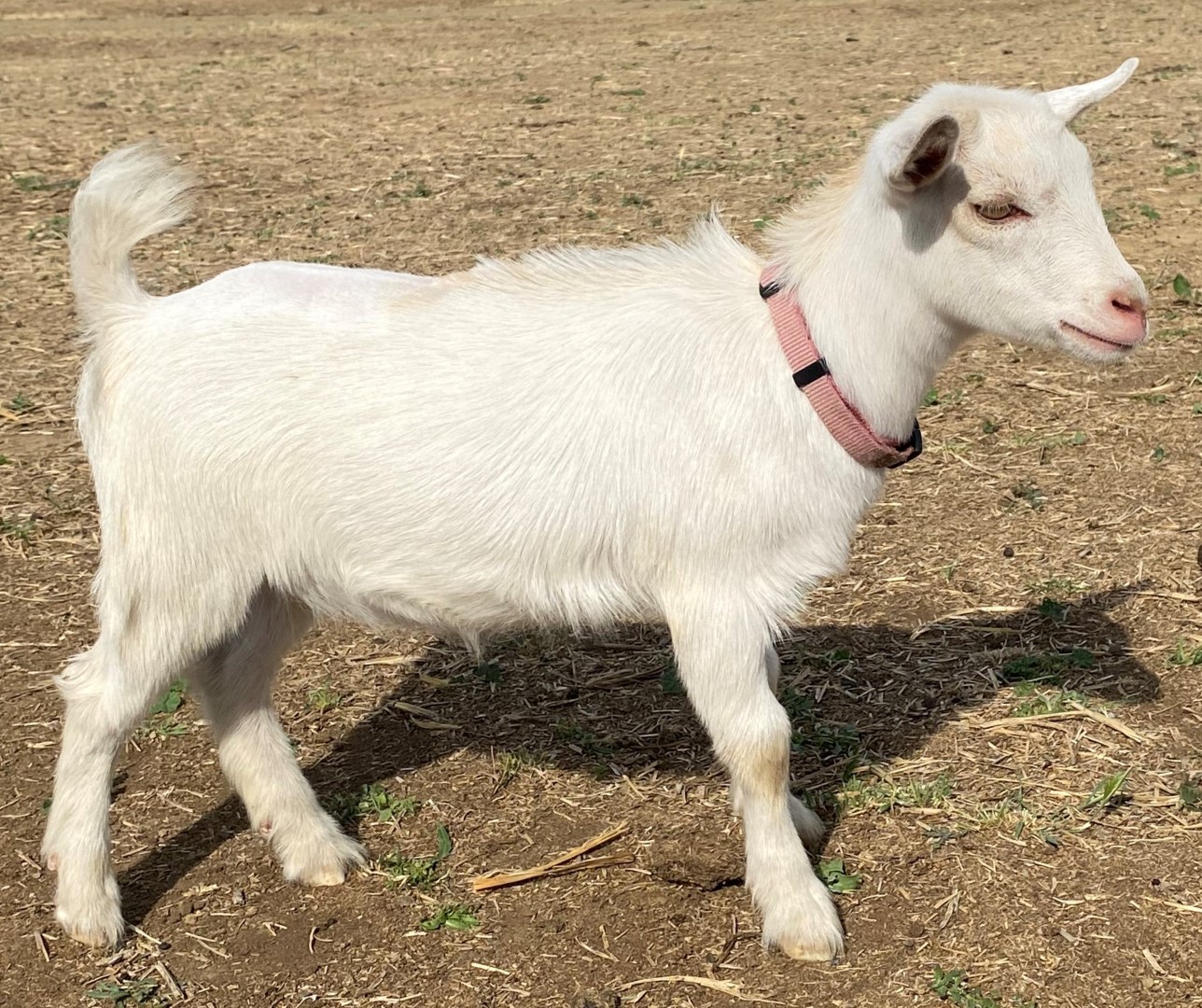 Krista | AUSPUFFANLAGEN RANCH