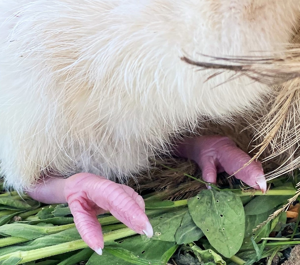 Dinosaurs | AUSPUFFANLAGEN RANCH