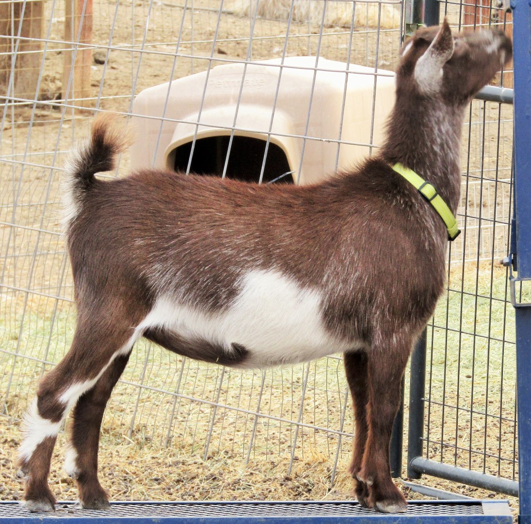 Danielle | AUSPUFFANLAGEN RANCH