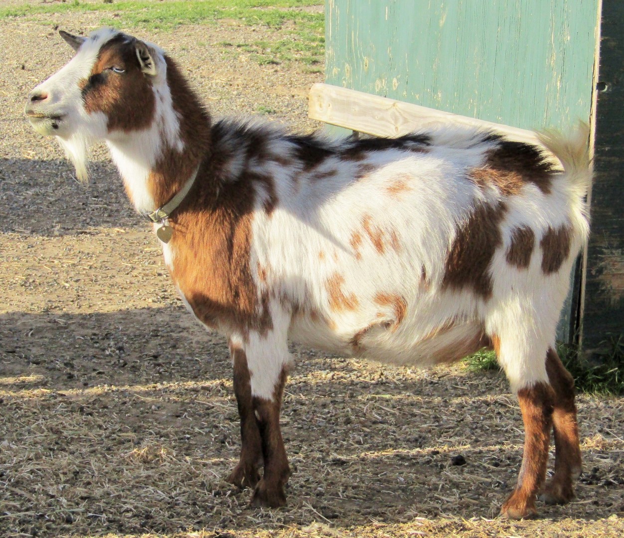 Hannah 2*D | AUSPUFFANLAGEN RANCH